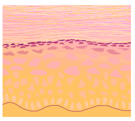 SKIN biology – DGO Lab